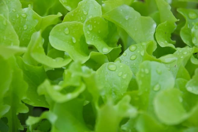 Lettuce improvise · NASUKI.GURU five ways to prepare lettuce